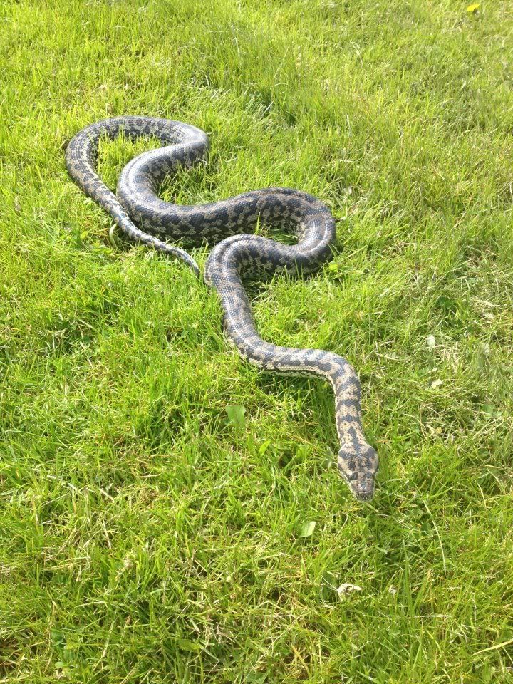 Coastal Carpet Python Thread | Page 3 | Reptile Forums