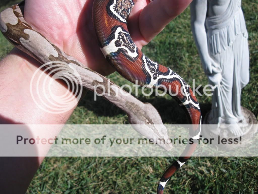 What does a "red tail" look like? - RedTailBoas Ultimate Reptile Community