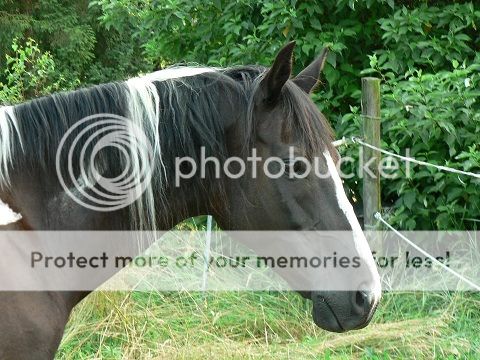[TEK][WIP] Engelse Volbloed Padre • Bokt.nl
