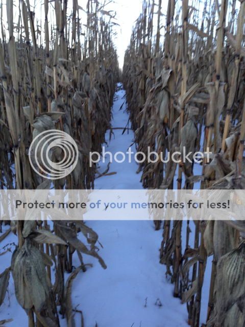Calves grazing standing corn | CattleToday.com - Cattle, Cow & Ranching ...