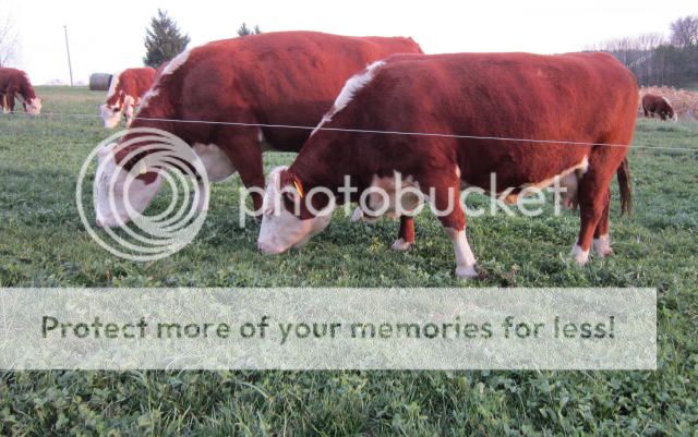 Red clover comes through again + some weaned calves (pics ...