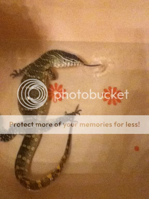 Trade - nile moniotor for gtp | FaunaClassifieds